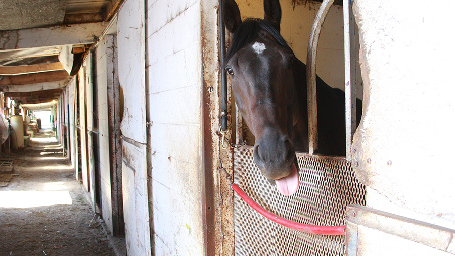 An insider's look at Portland Meadows racetrack (Photos)