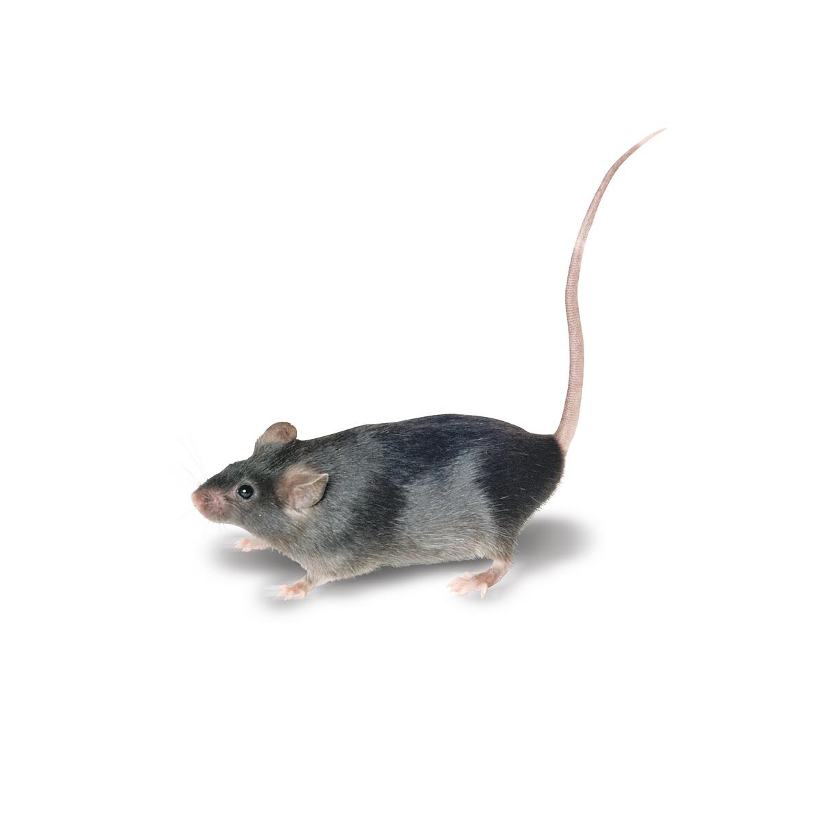 Stanford catches mice - San Francisco Business Times