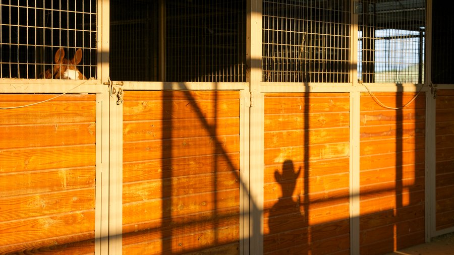 7 Rocking W Ranch Barn Shadow