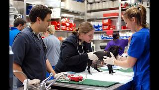 Penn Vet's Ryan Hospital open during papal visit - Philadelphia ...