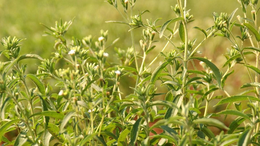 Stevia Packet Breaking Bad