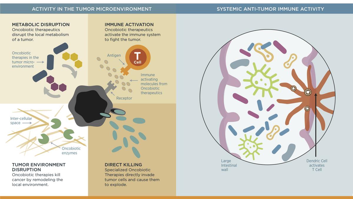 Here's how Flagship's newest biotech plans to use bacteria to fight ...
