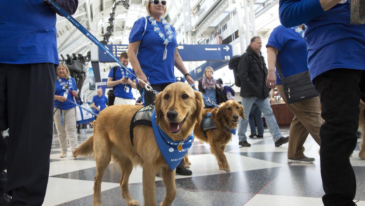 'United Paws' comfort dog program to be expanded this holiday season ...