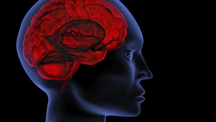 University at Buffalo brain researcher lands $1.37M grant - Buffalo ...