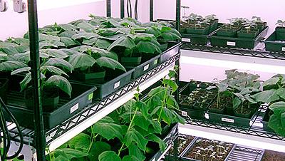 Marrone Bio gets license to work on drought-tolerant plants ...