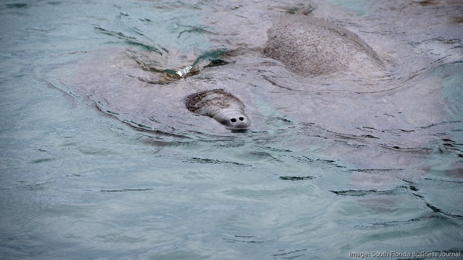Manatee Lagoon to make a splash in Riviera Beach - South Florida ...