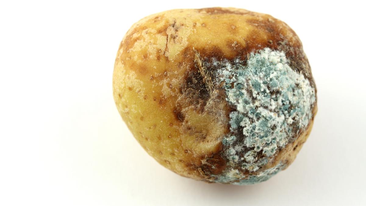 Marrone Bio Innovations seeks EPA approval for new biofungicide ...