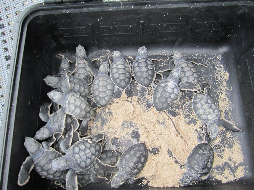 Green sea turtles hatch amid bustle of Biscayne Bay - slideshow - South ...