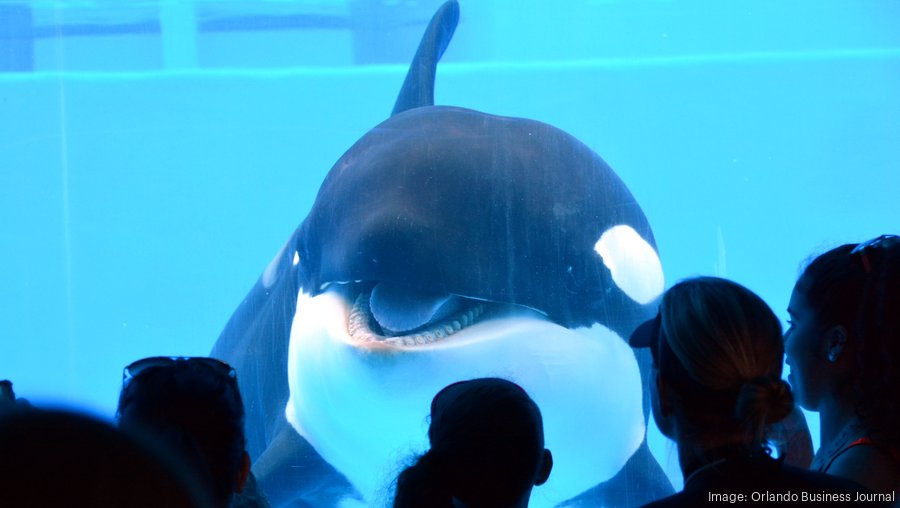 SeaWorld (NYSE: SEAS) deal with OCEARCH could boost its conservation ...