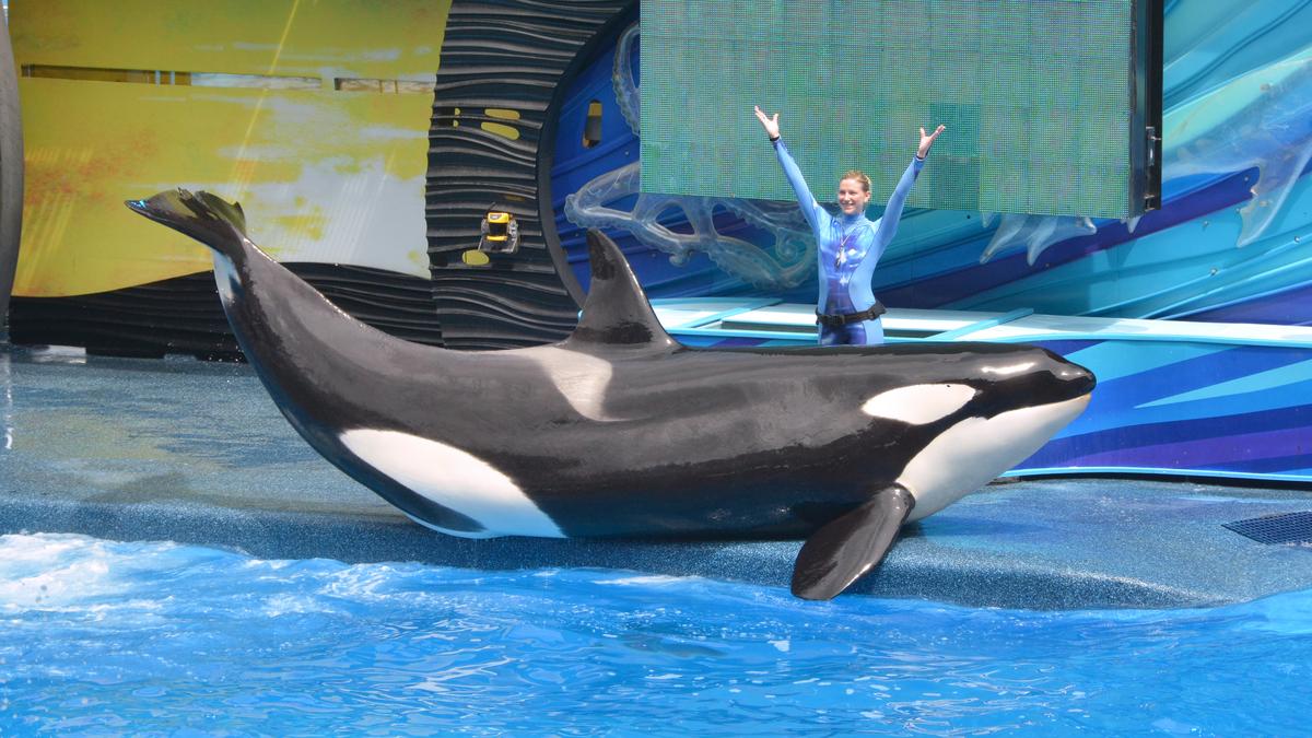 SeaWorld Entertainment's (NYSE: SEAS) new annual passes have some close ...