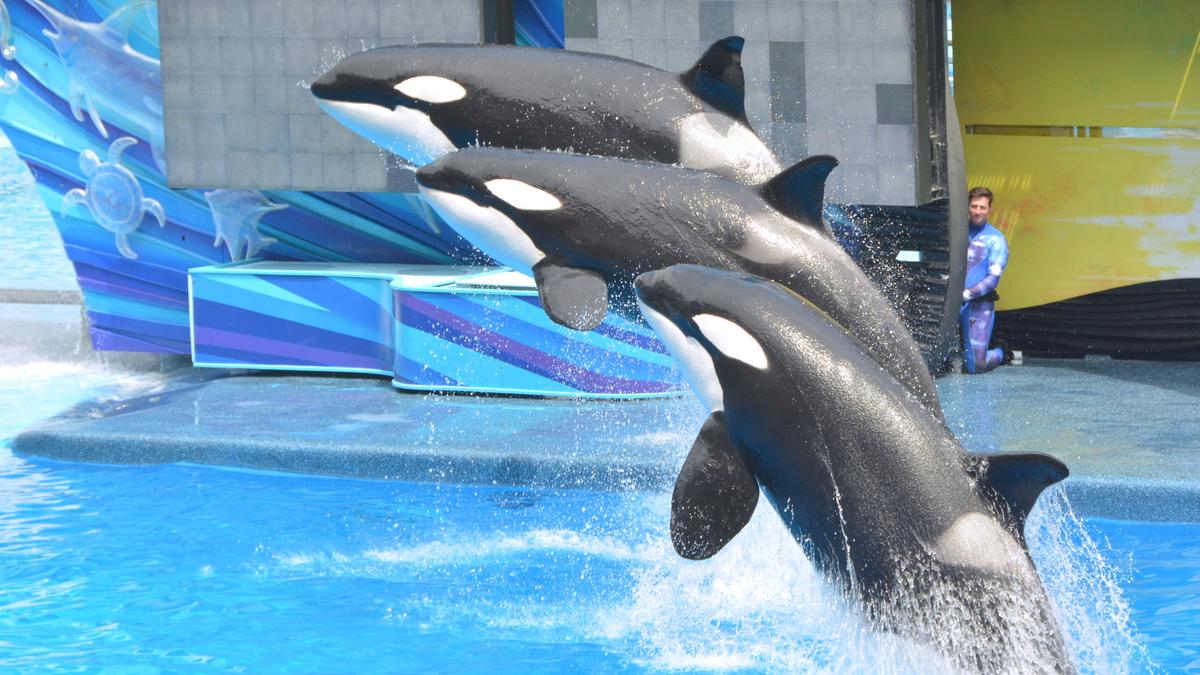 Ron Bension, Donald C. Robinson added to SeaWorld board - Orlando ...