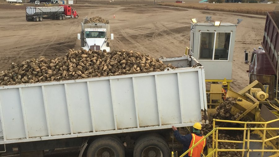 GMO push a challenge for Colorado's sugar-beet farmers - Denver ...