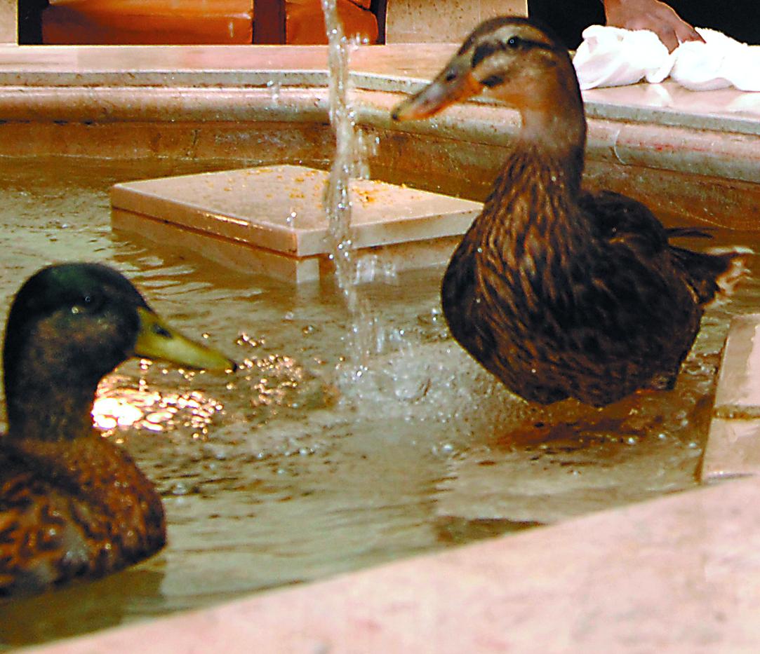 The official word on the Peabody ducks’ future - Orlando Business Journal