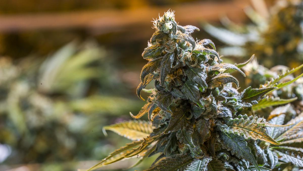 Arizona Department of Health Services to award 30 medical pot ...