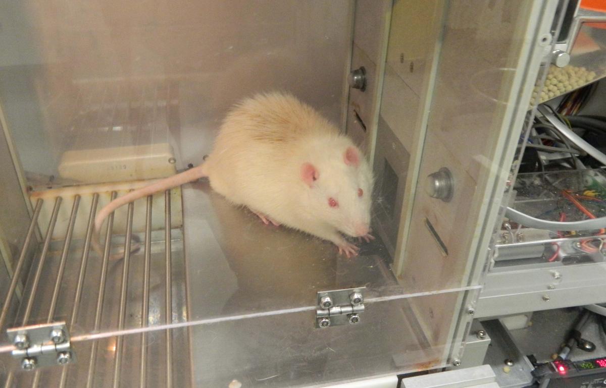 Rats! Making rodents taste-testers - Philadelphia Business Journal