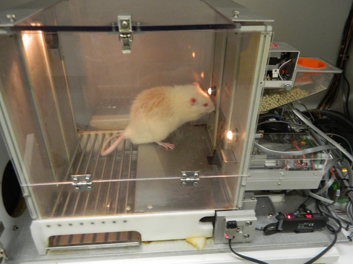 Rats become expert taste testers at Opertech Bio - Philadelphia ...